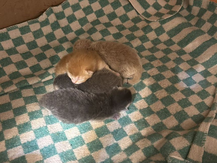Ишу кормящую кошку