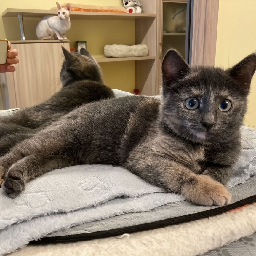 Котёнок в добрые руки