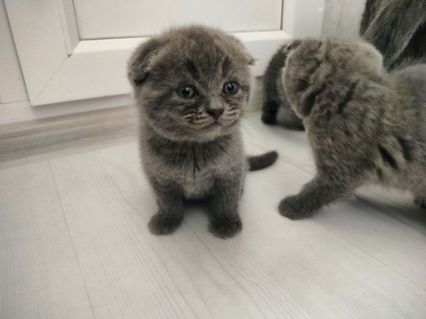 Шотландская