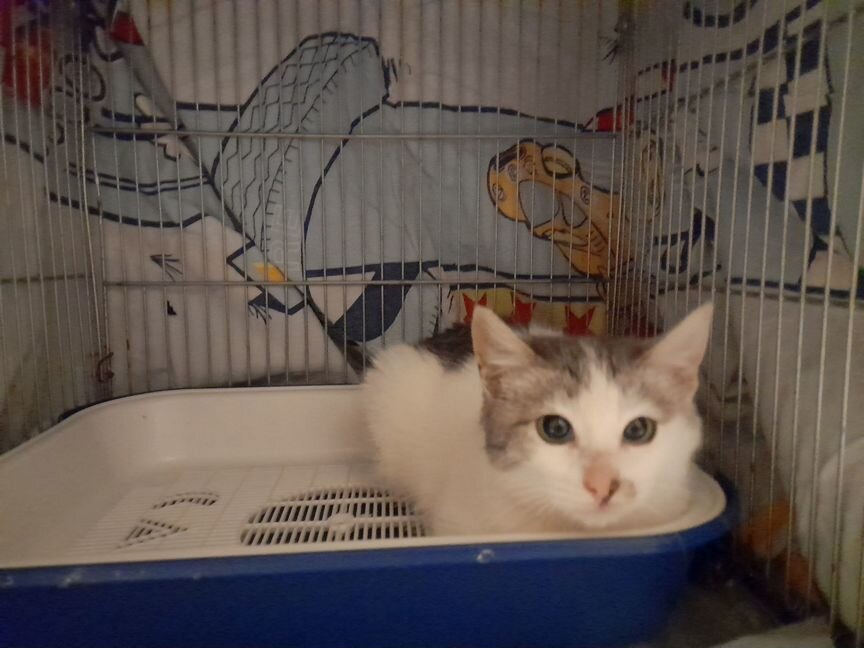 Белокурая девчушка ищет дом