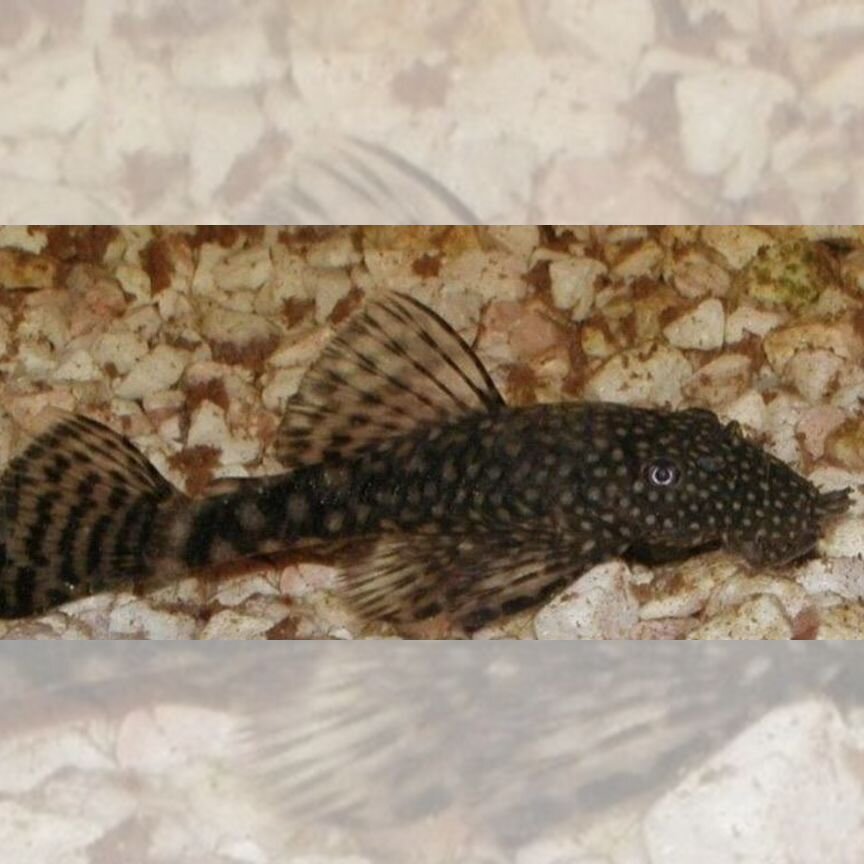 Сомик анциструс