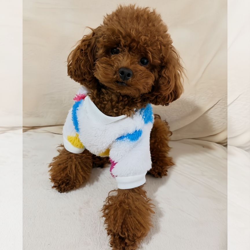 Той-пудель, щенок