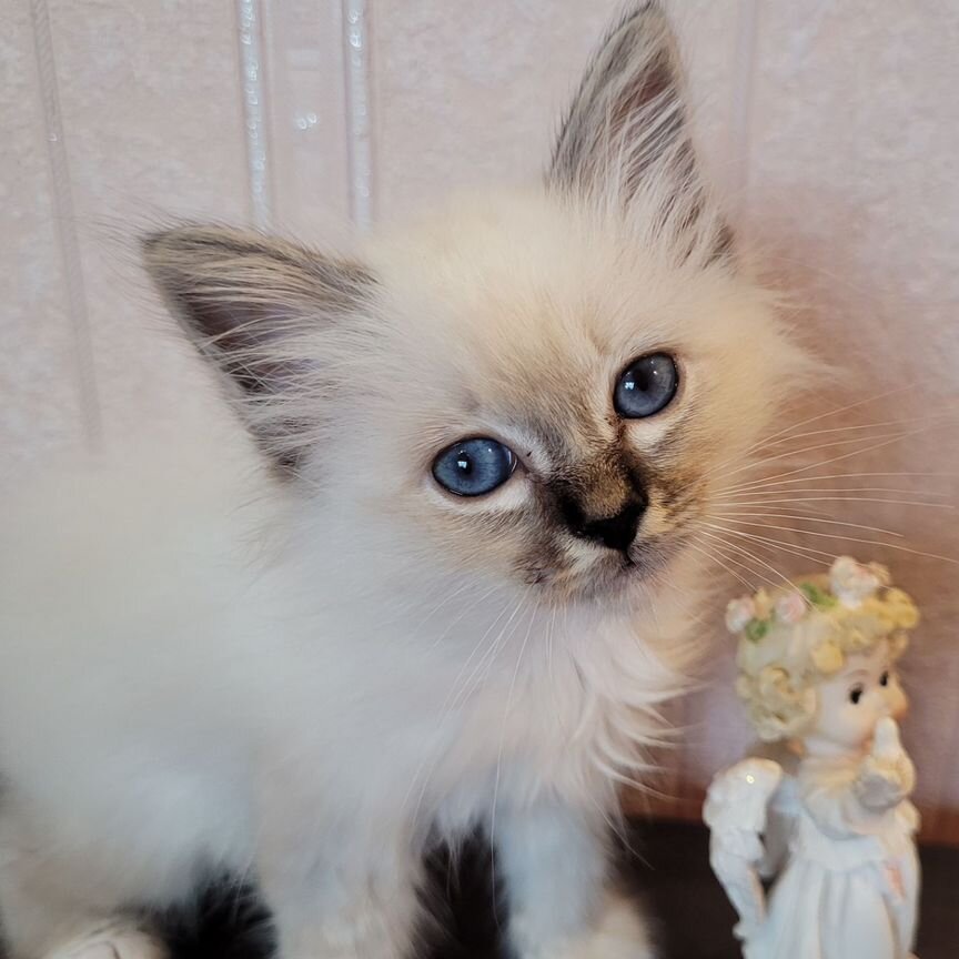 Котенок бирманской породы