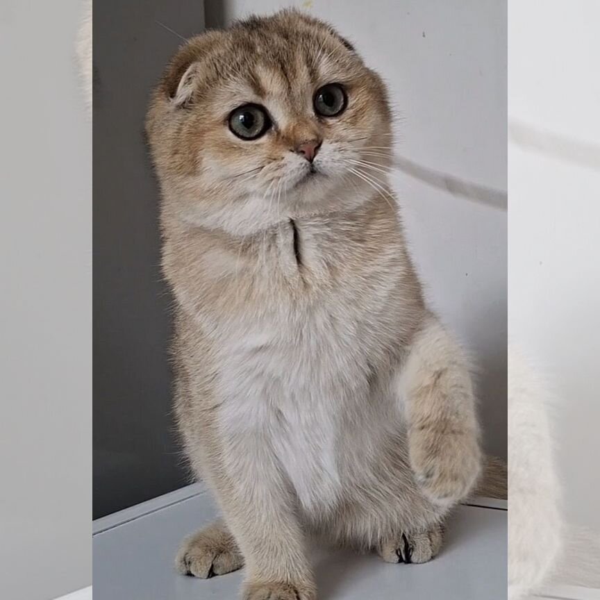 Кошка вислоухая золотая. Питомник