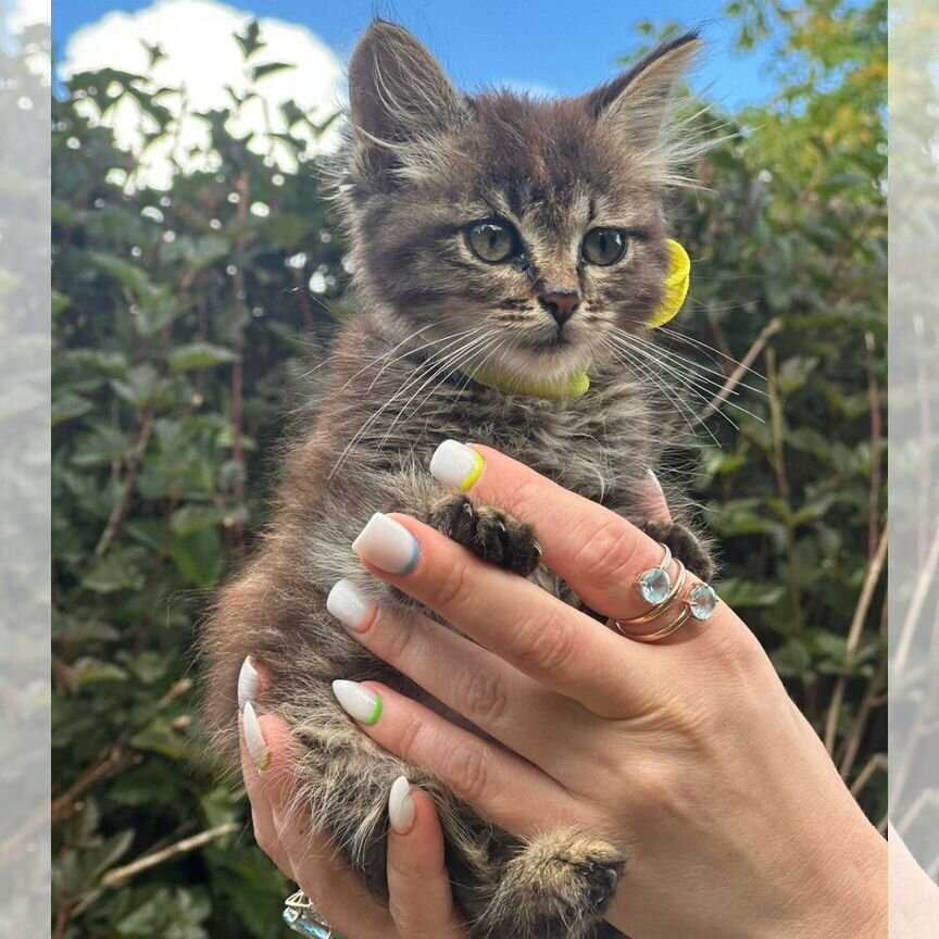 Отдам кота в добрые руки бесплатно
