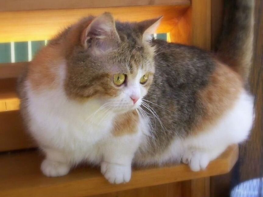 Котенок Наполеон