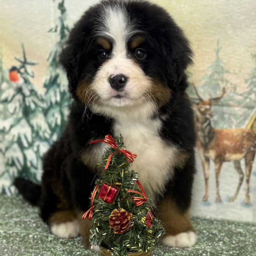 Бернский зенненхунд, щенок