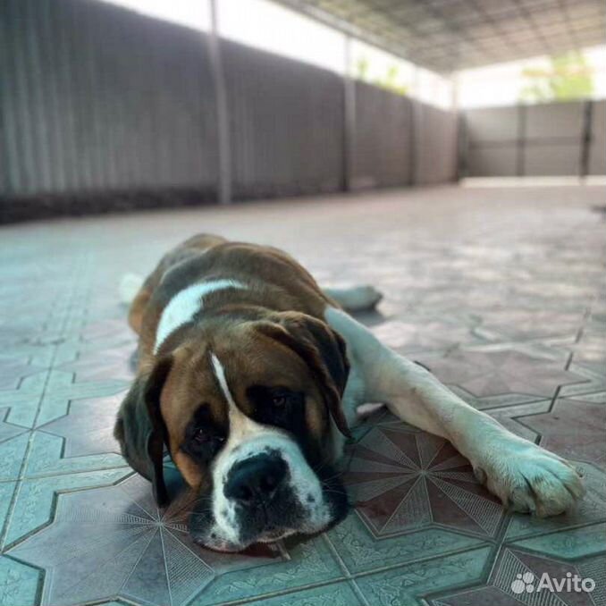 Чисто кровный сербирнар вязка мальчик