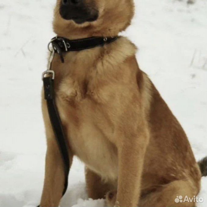 Рыжее солнышко Рик