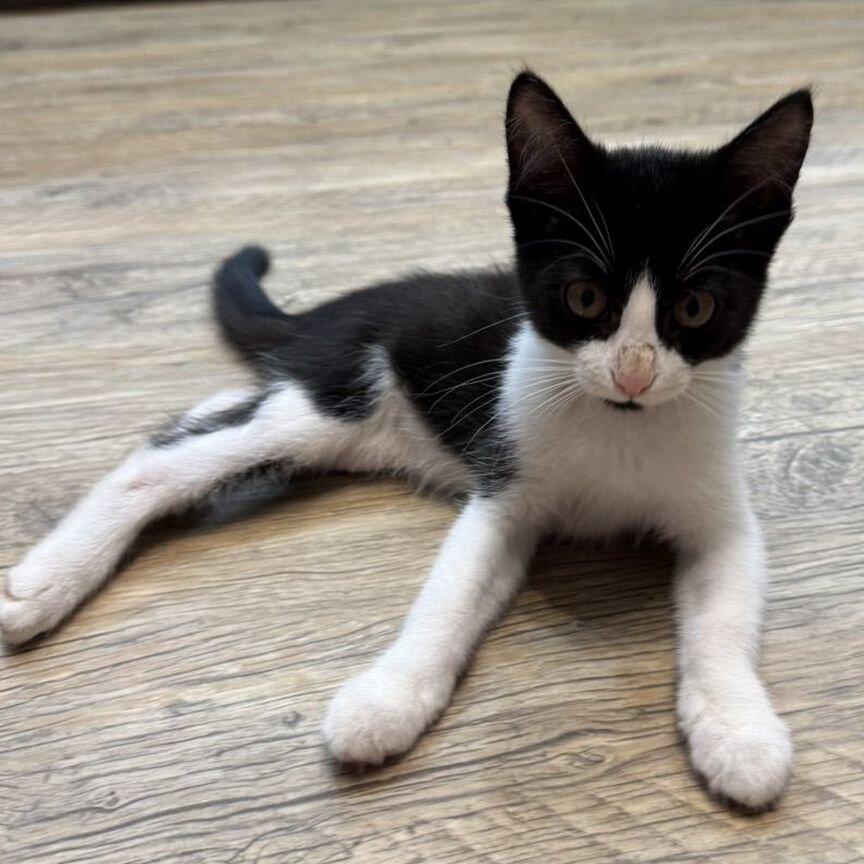 Котенок 2 мес мальчик