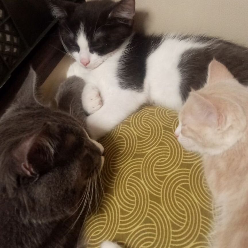Котик в добрые руки