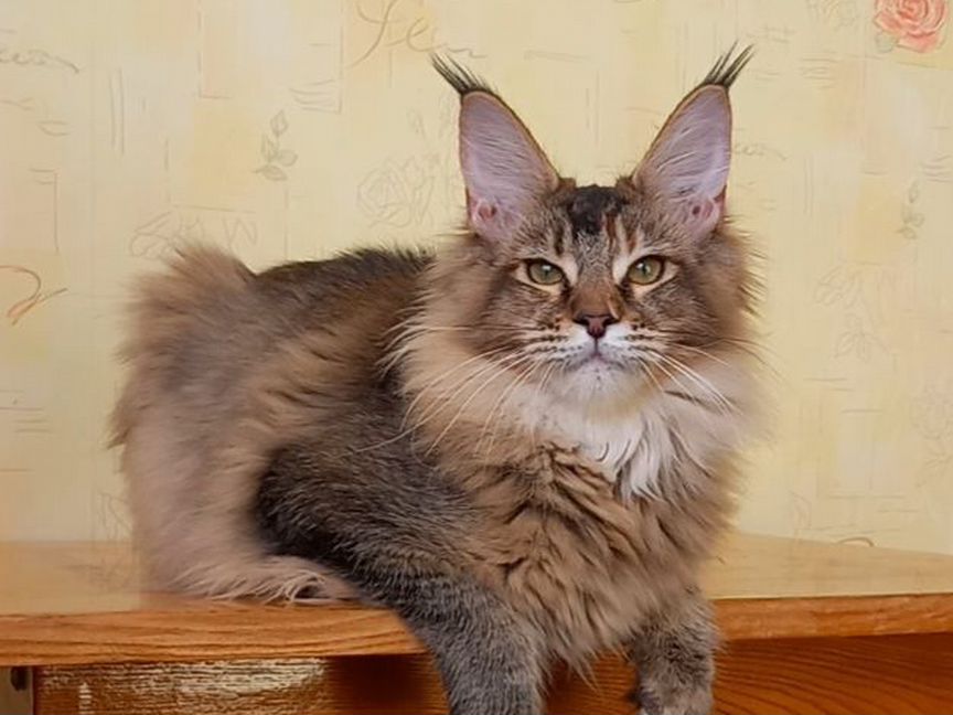 Мейн-кун девочка в красивой шубке