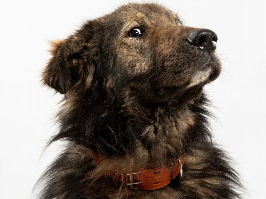 Собака кавказская овчарка бесплатно