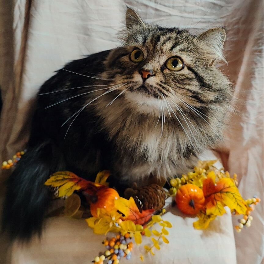 Кошка красотка в дар