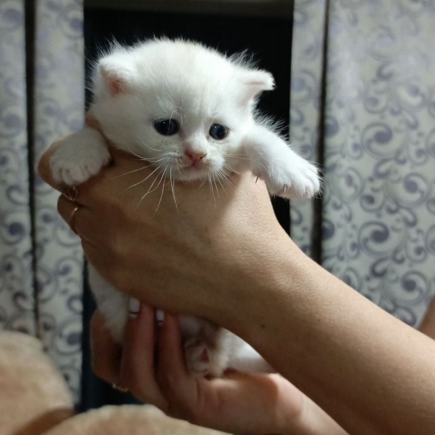 Шотландские котята