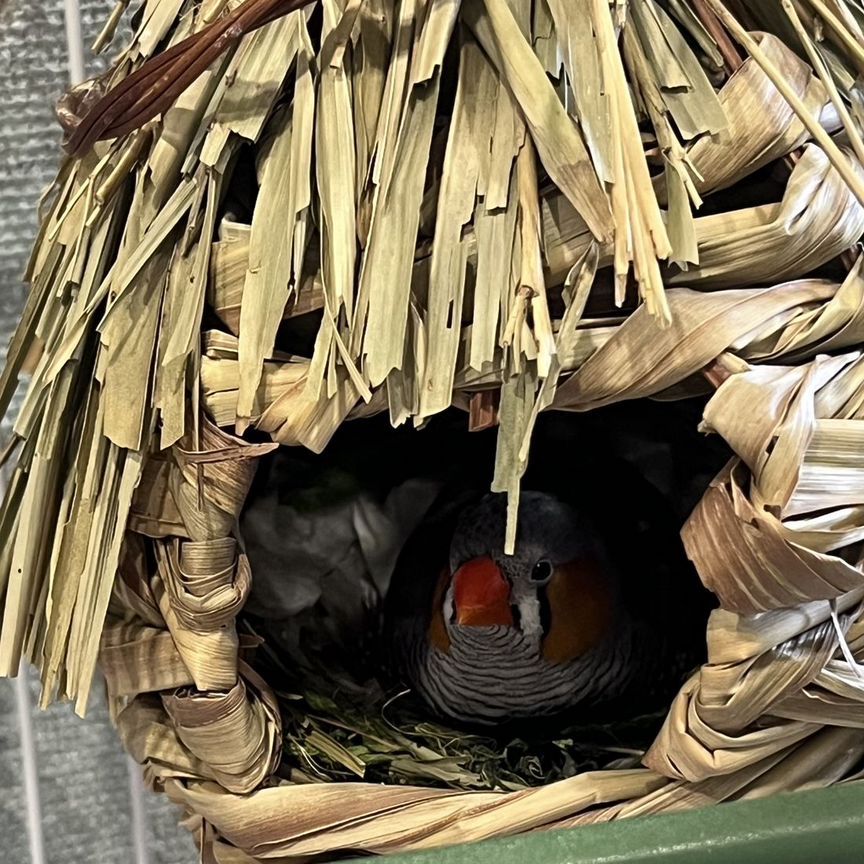 Зебровые амадины