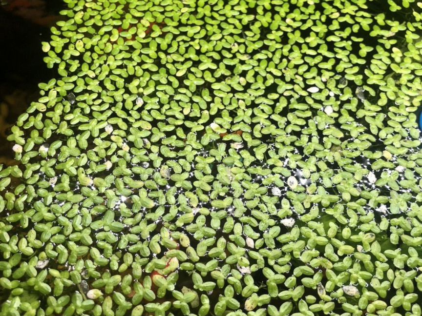 Рязка аквариумная