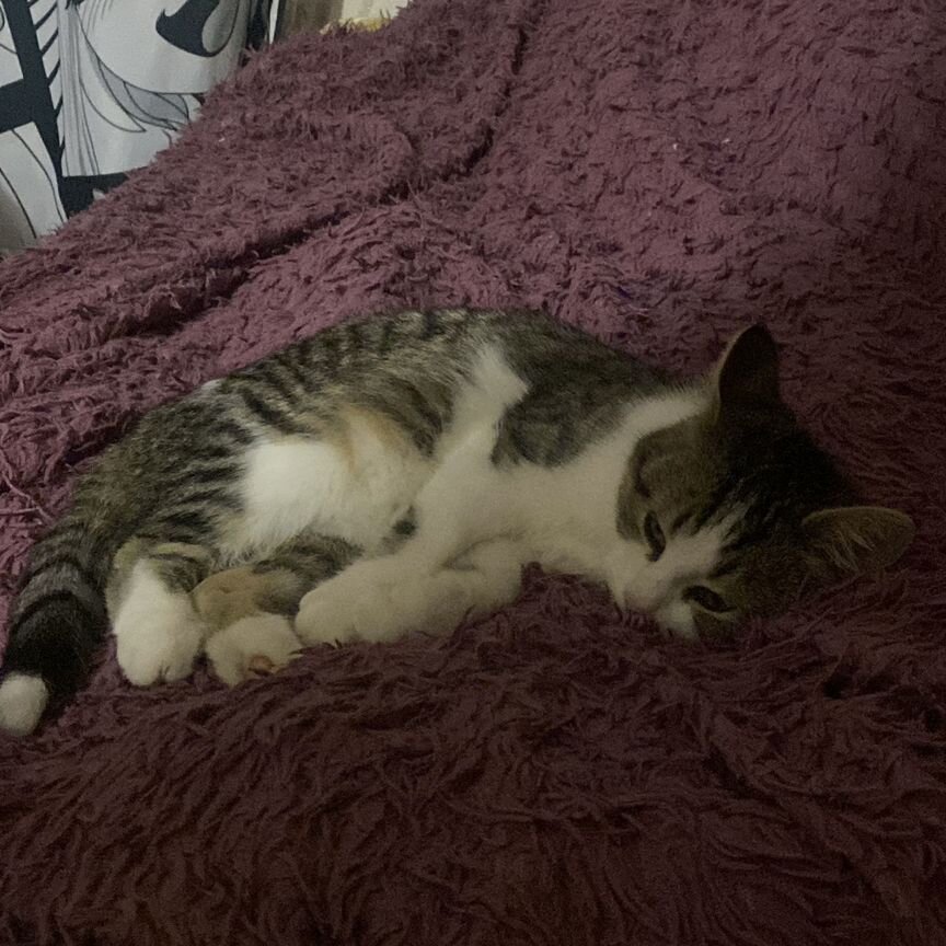 Домашние животные котята