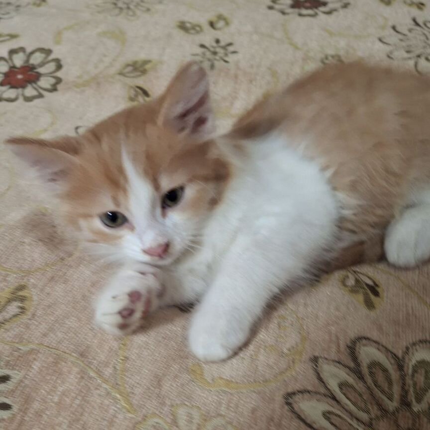 Отдам котенка