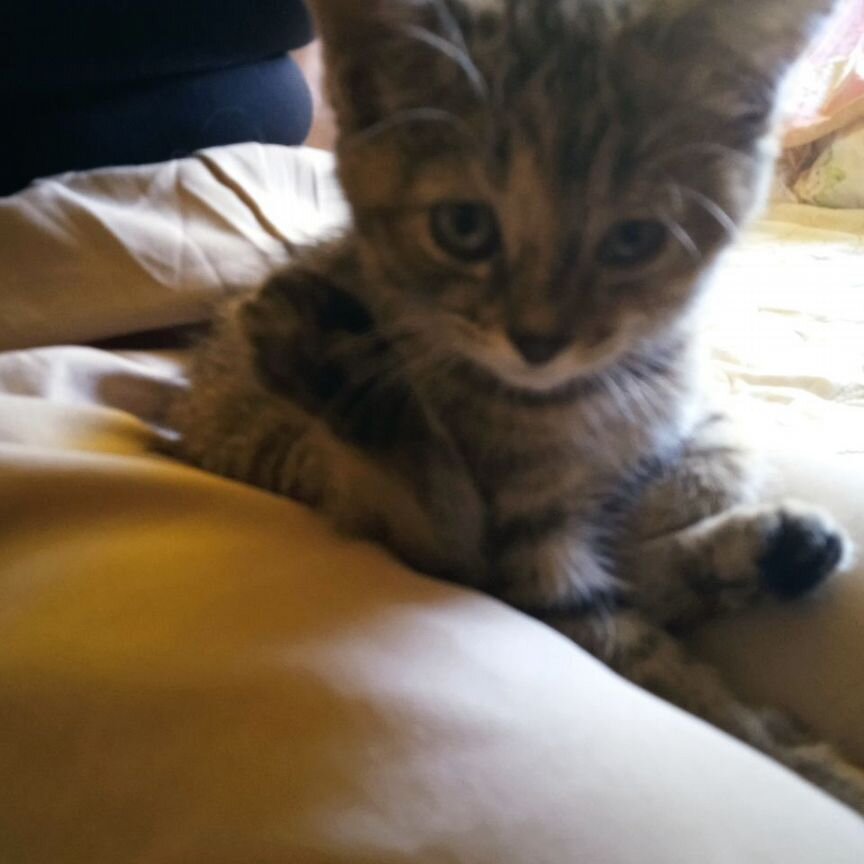 Отдам котеночка В добрые руки#калуга