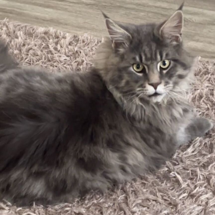 Мейн-кун, взрослый кот