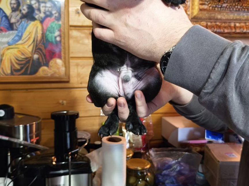 Французский бульдог чисто черные