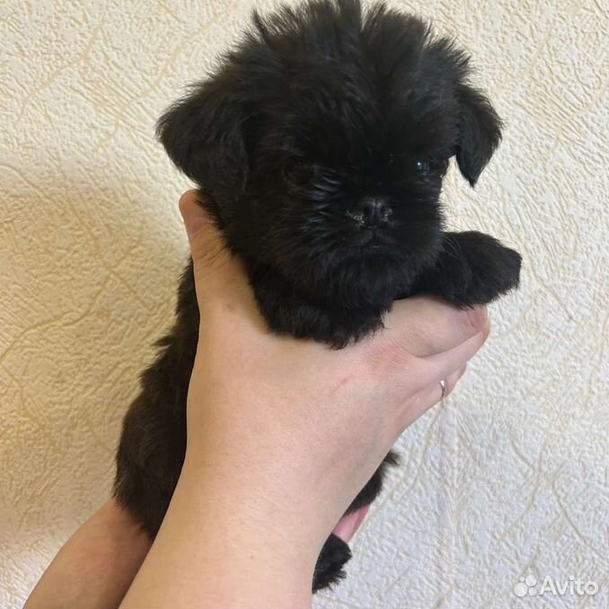 Малыши бельгийского гриффона