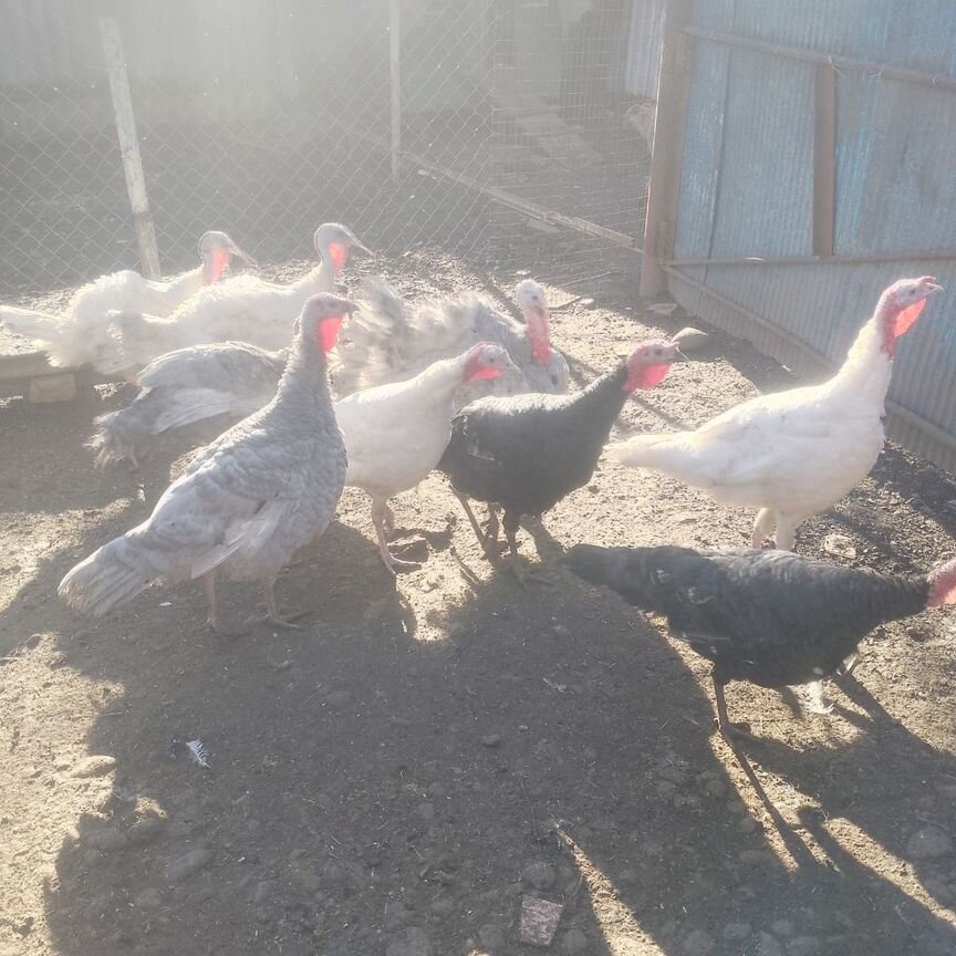 Индюки и индюшки