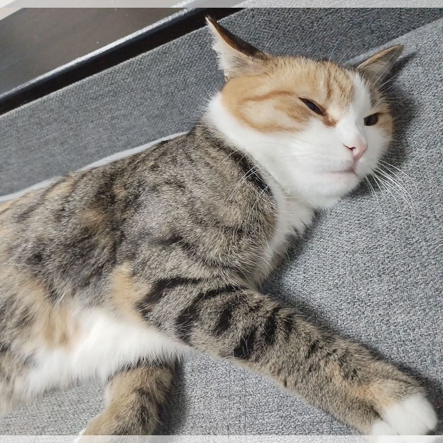 Американский бобтейл короткошёрстный, кошка вязка