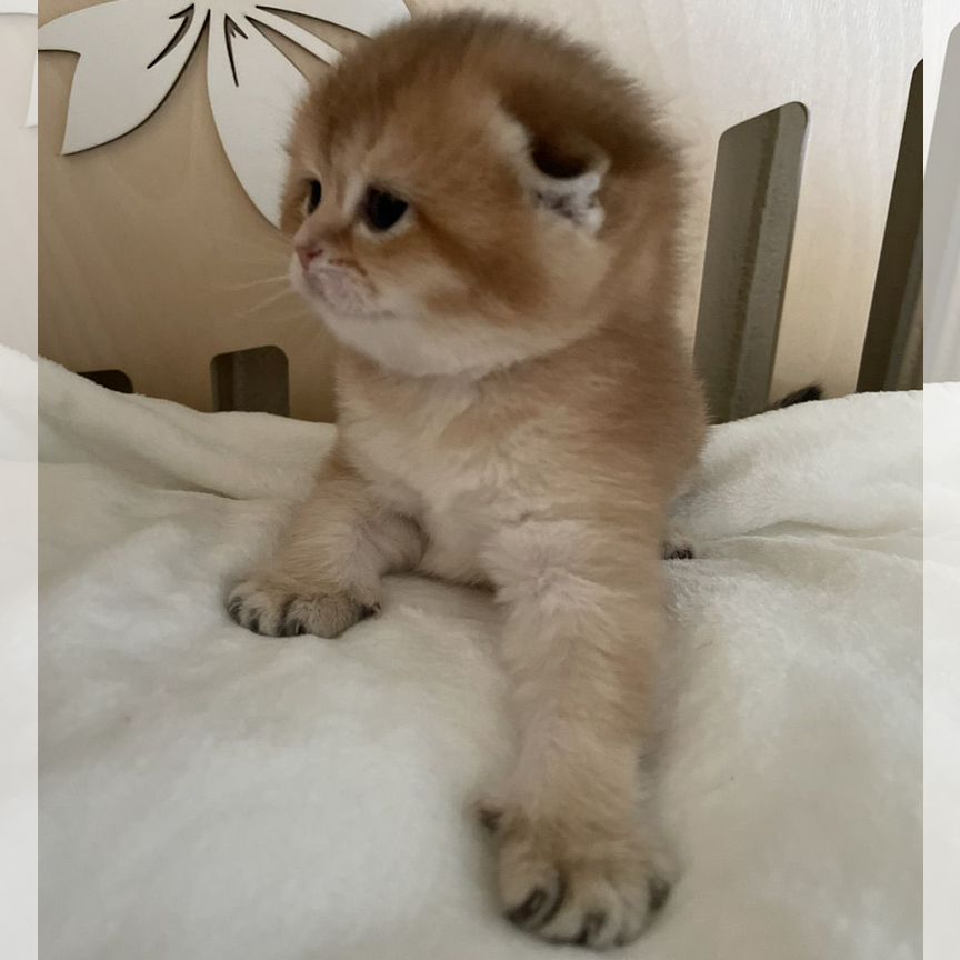 Шотландская золотая шиншилла