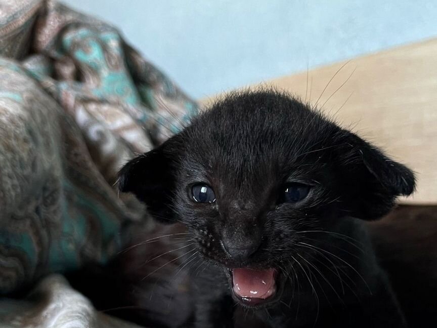 Ориентальные котята