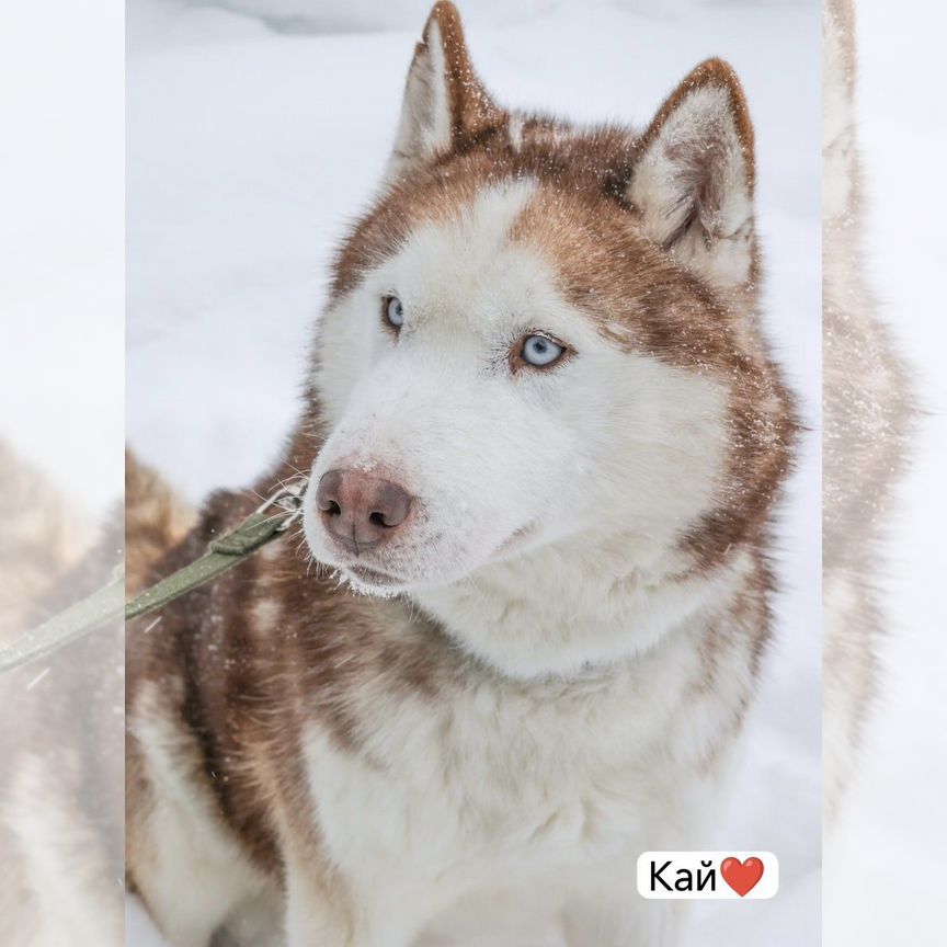 Сибирский хаски, взрослый пёс