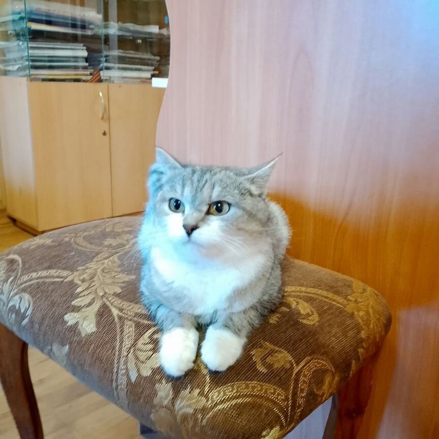 Шотландская