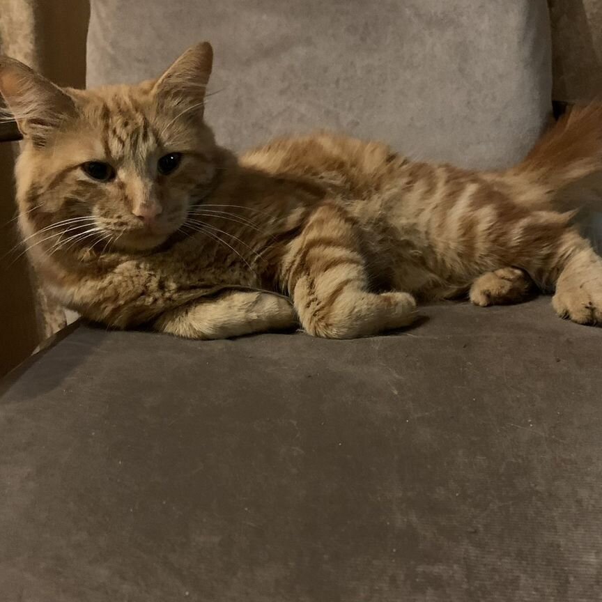 Огненный Котёнок