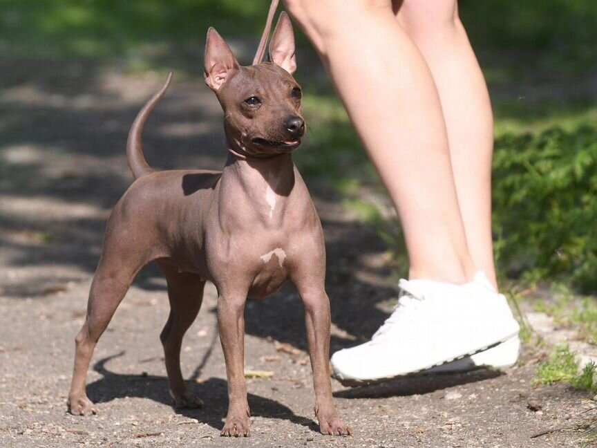 Подрощенная сука агт, красная