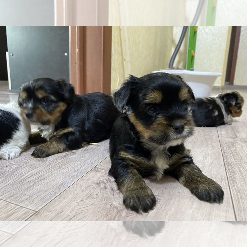 Йоркширский терьер, щенок