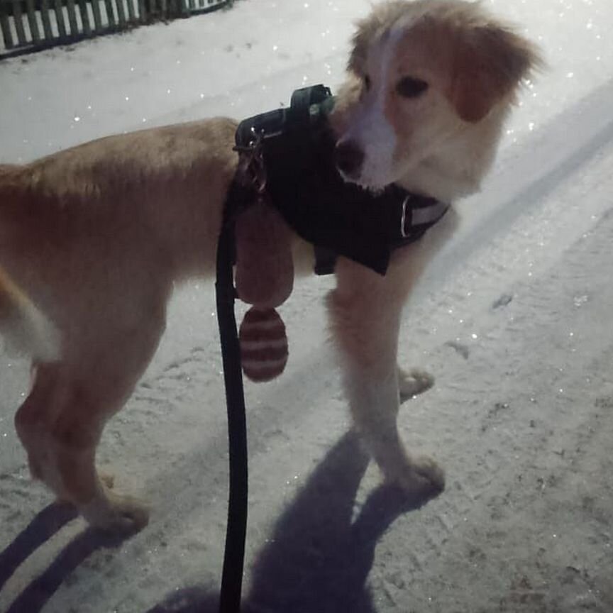 Сибирский хаски, щенок