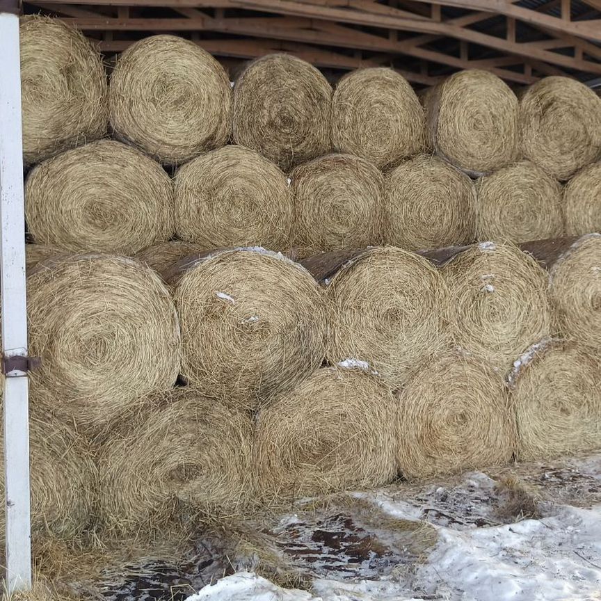 Продам сено в рулонах