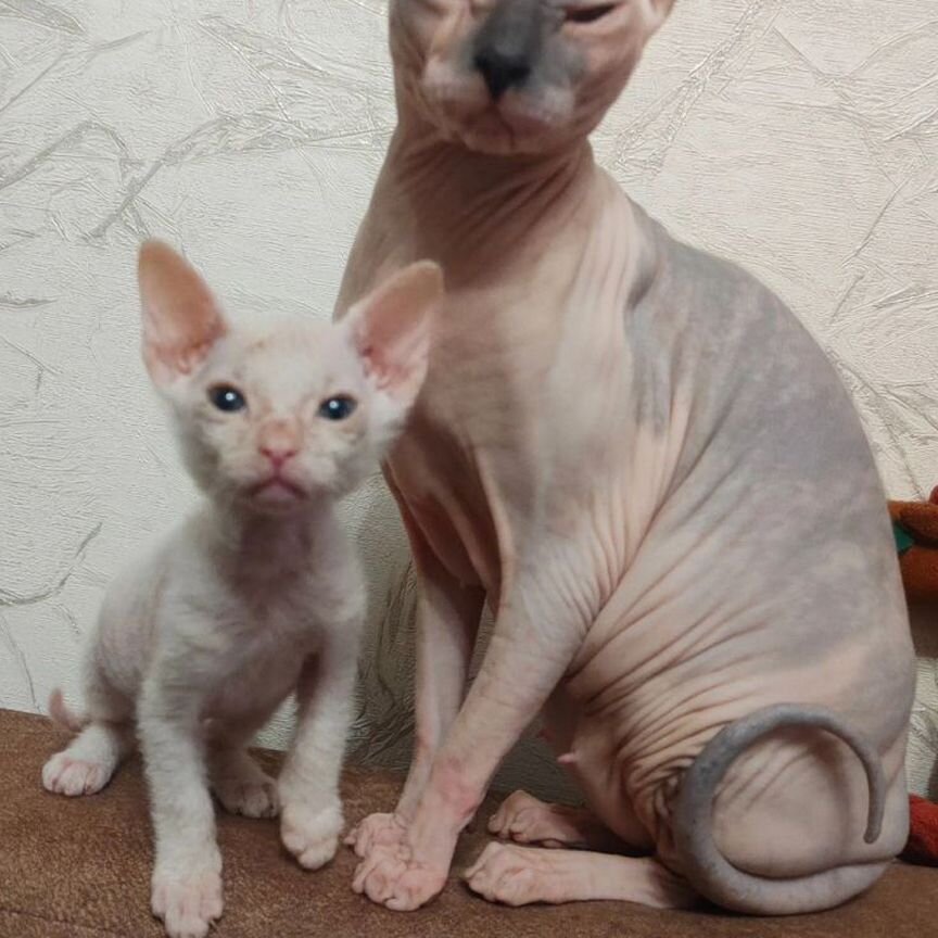 Канадский сфинкс