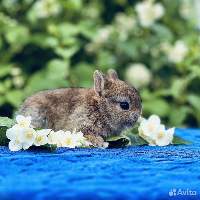 Карликовые крольчата