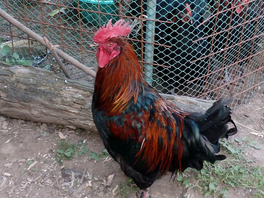 Петух маран черно-медный