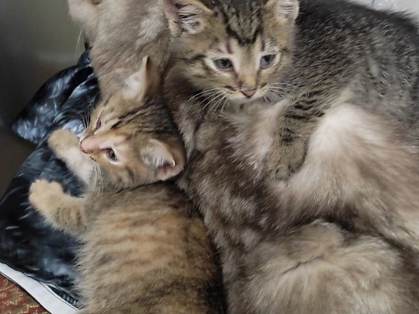 Котята в добрые руки