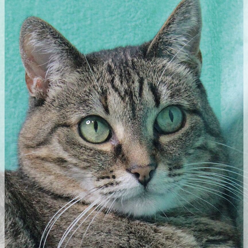 Европейская короткошёрстная кошка, взрослая