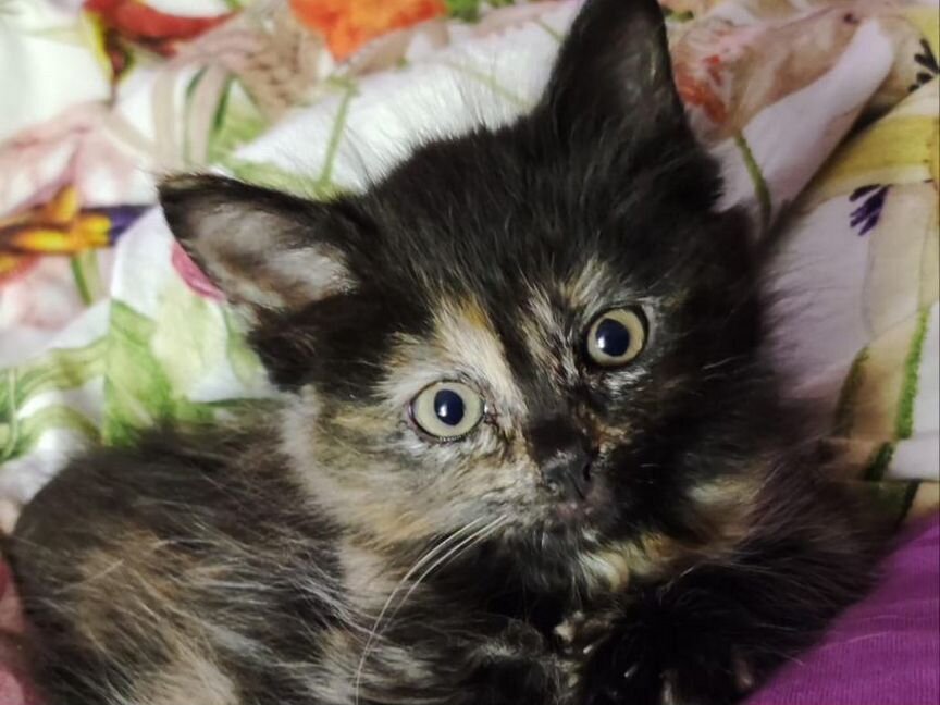 Ласковый домашний котенок