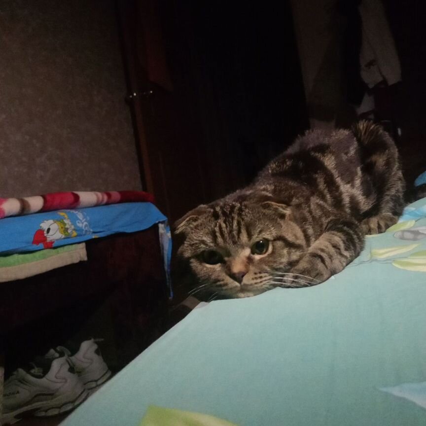 Шотландский вислоухий короткошёрстный котёнок