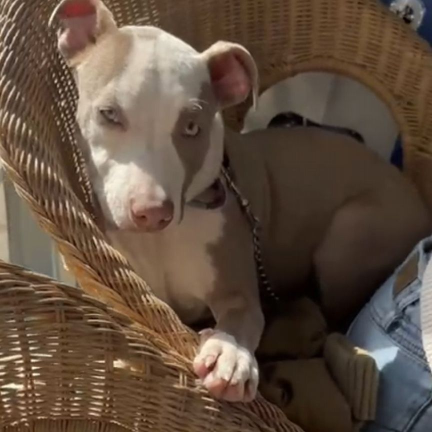 Американский питбультерьер, щенок