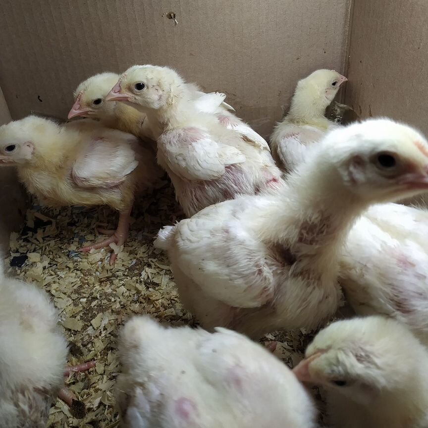 Цыплята бройлеры кобб 500 подрощенные