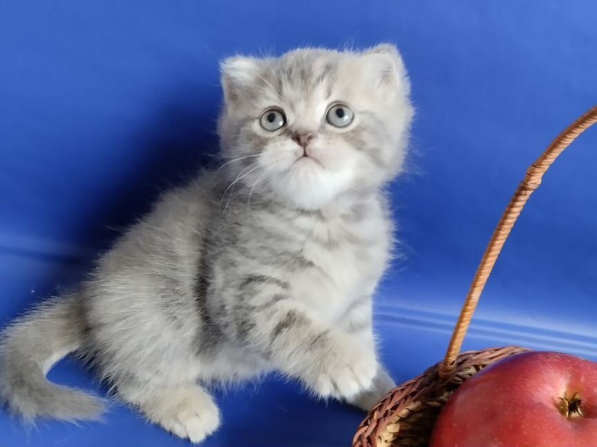Шотландский породный котик