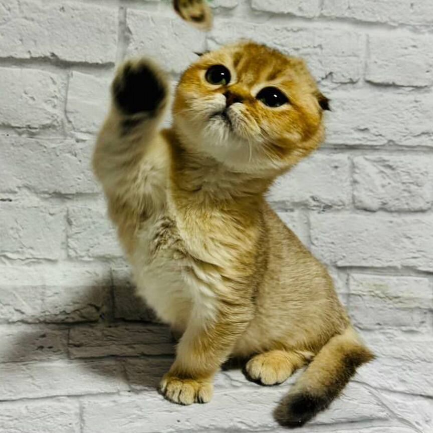 Манчкин котёнок