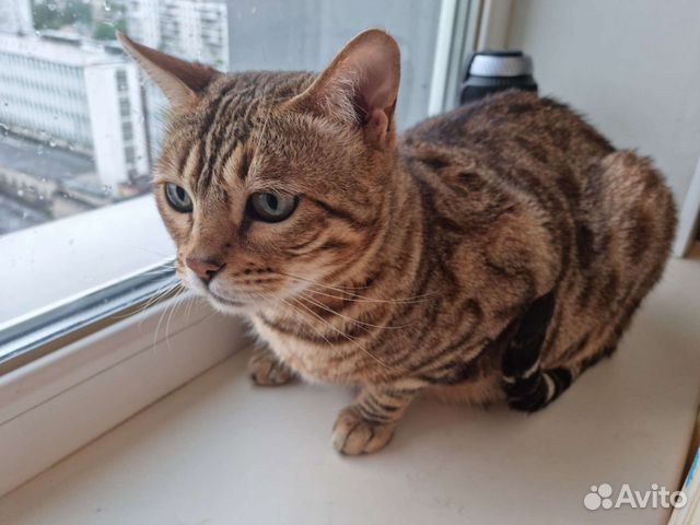 Кошка, бенгальская порода. Девочка